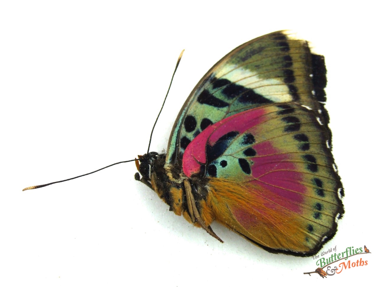 Euphaedra acuta CAMEROON Male (A1-) - World of Butterflies and Moths