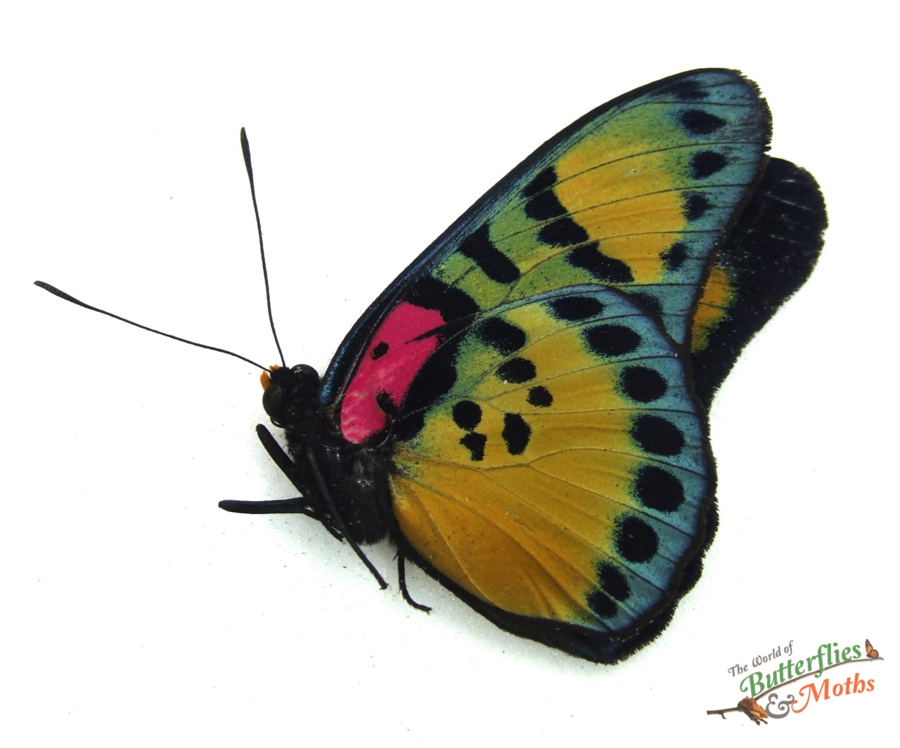 Euphaedra sarcoptera cyparissoides CAMEROON Male (A1-) - World of ...