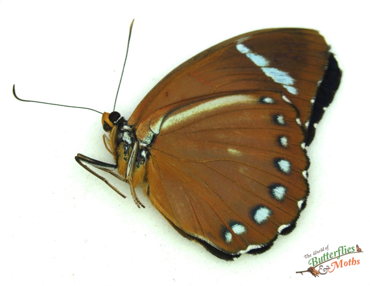 Euphaedra simplex CAMEROON Female (A1-) - World of Butterflies and Moths
