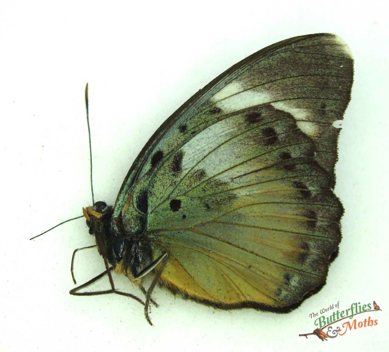 Euphaedra viridicaerulea Forester AFRICA - World of Butterflies and Moths