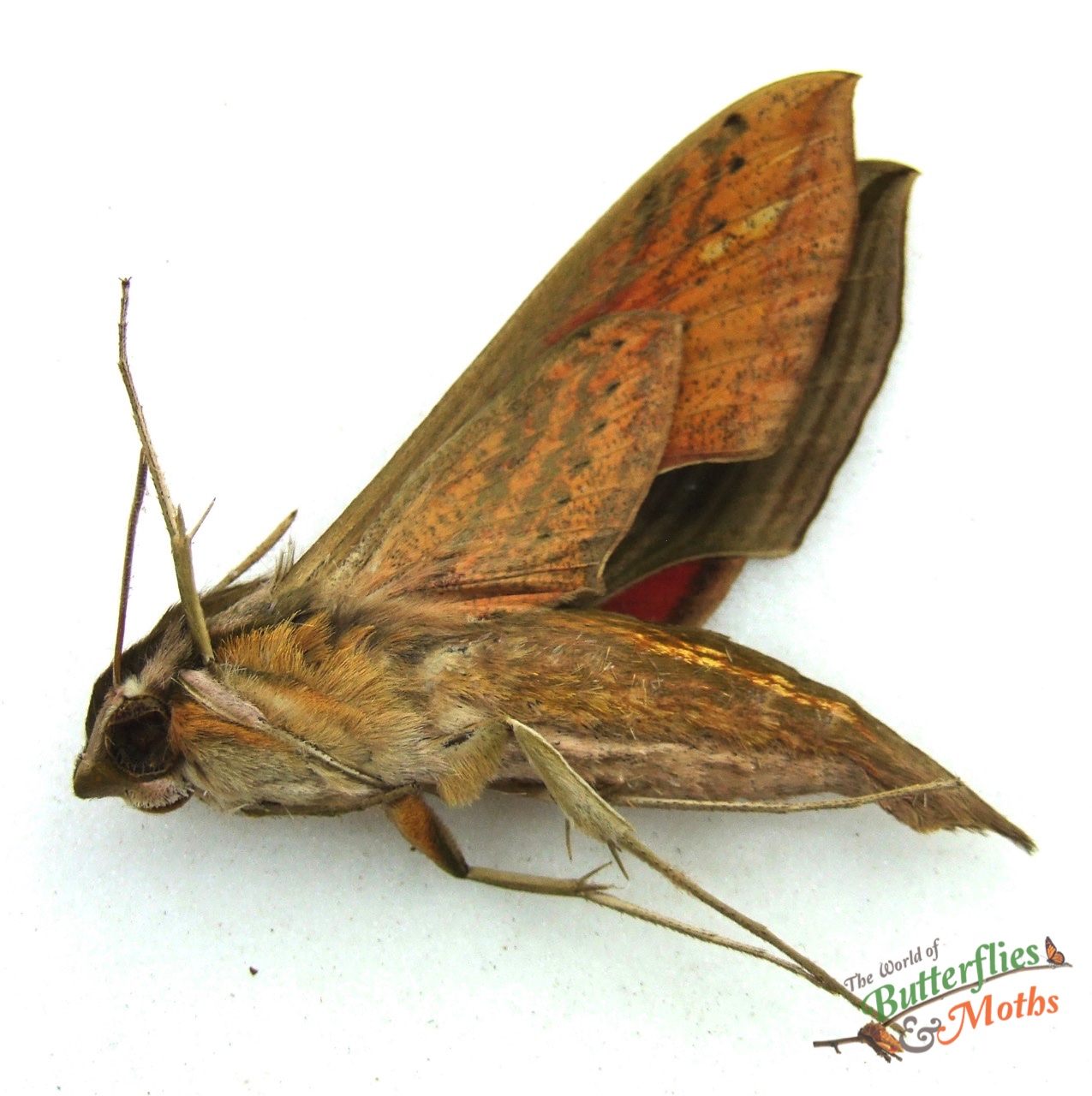 Hippotion eson Hawkmoth CAMEROON - World of Butterflies and Moths