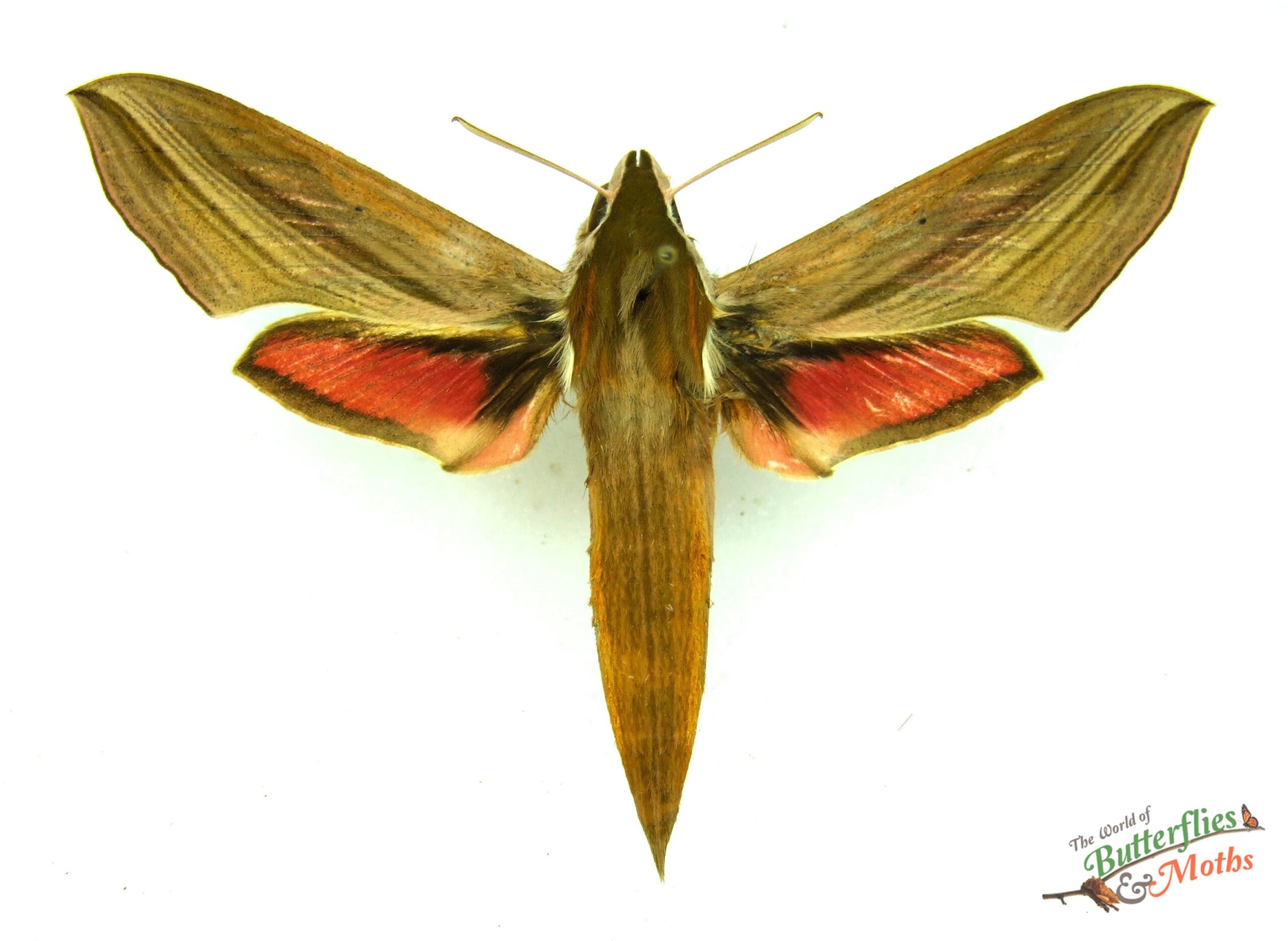 Hippotion eson Hawkmoth CAMEROON - World of Butterflies and Moths