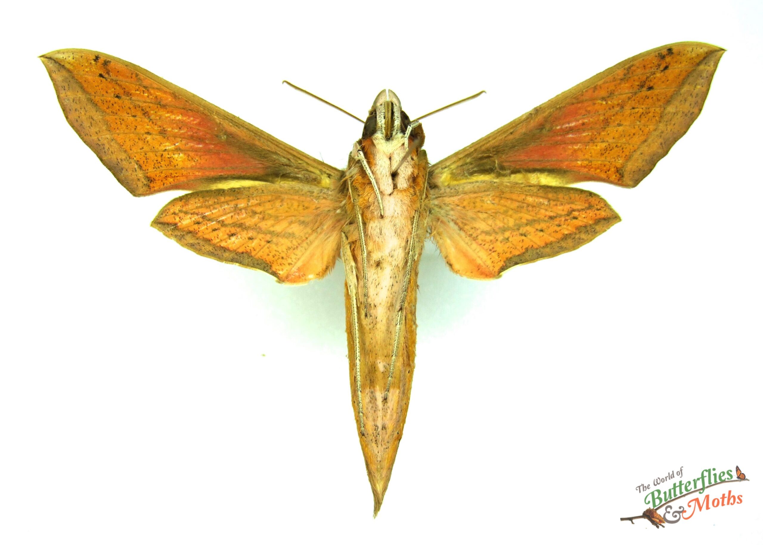Hippotion eson Hawkmoth CAMEROON - World of Butterflies and Moths