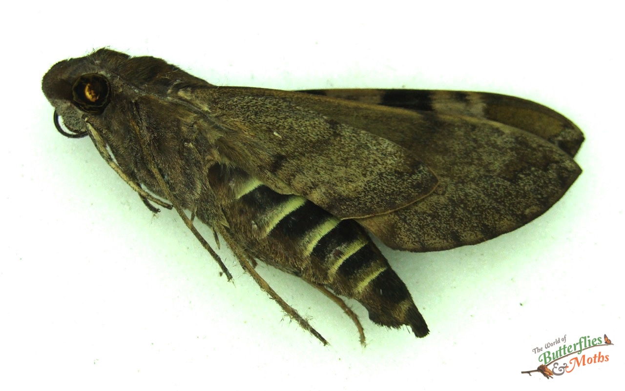 Nephele accentifera Hawkmoth CAMEROON (A1-) - World of Butterflies and ...