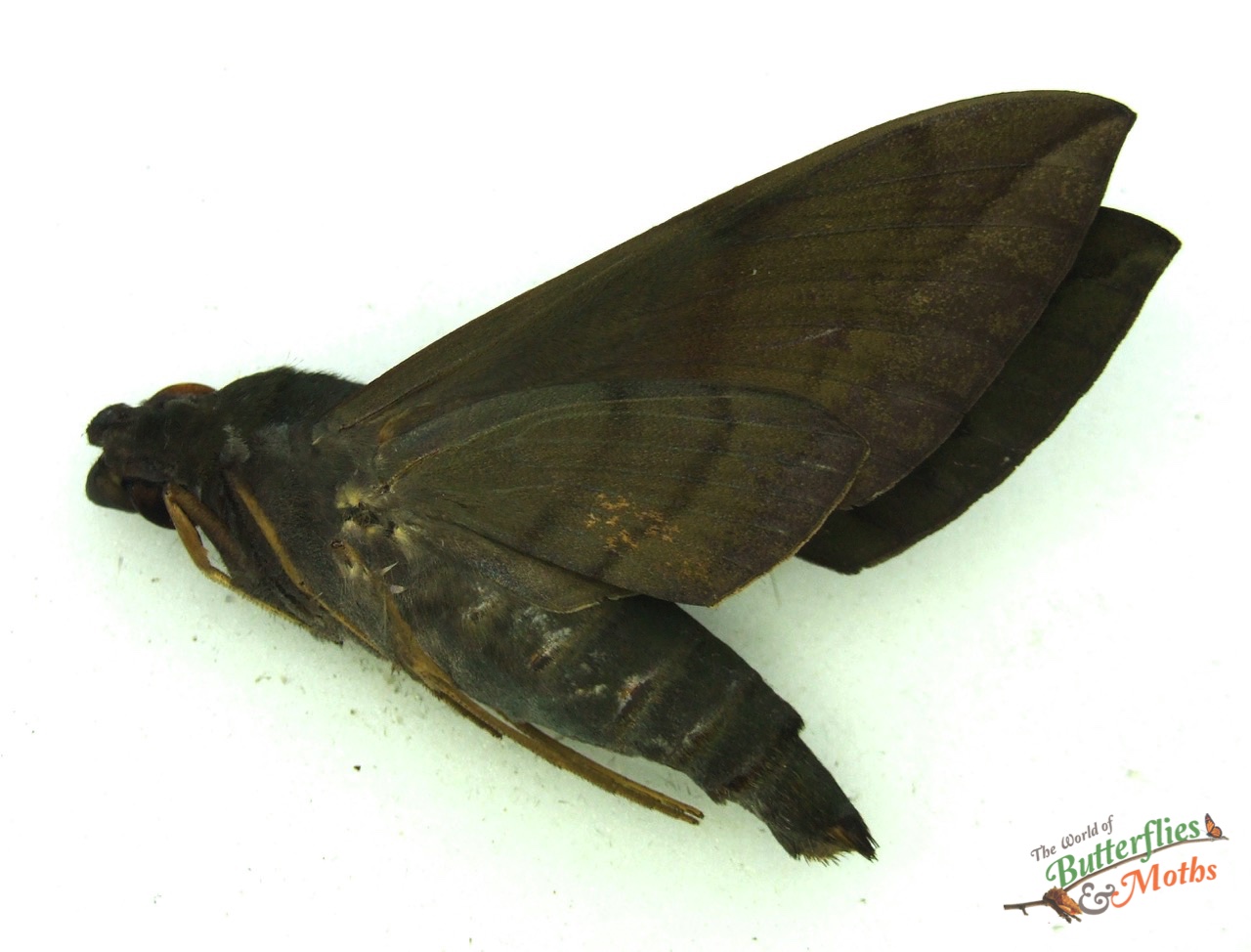 Nephele aequivalens Hawkmoth CAMEROON (A1-) - World of Butterflies and ...