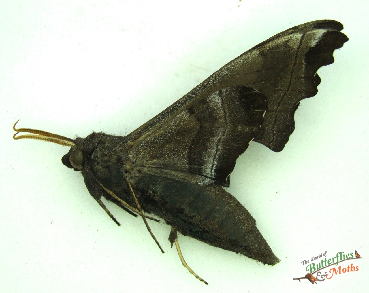 Polyptychoides digitatus Hawkmoth CAMEROON (A1-) - World of Butterflies ...