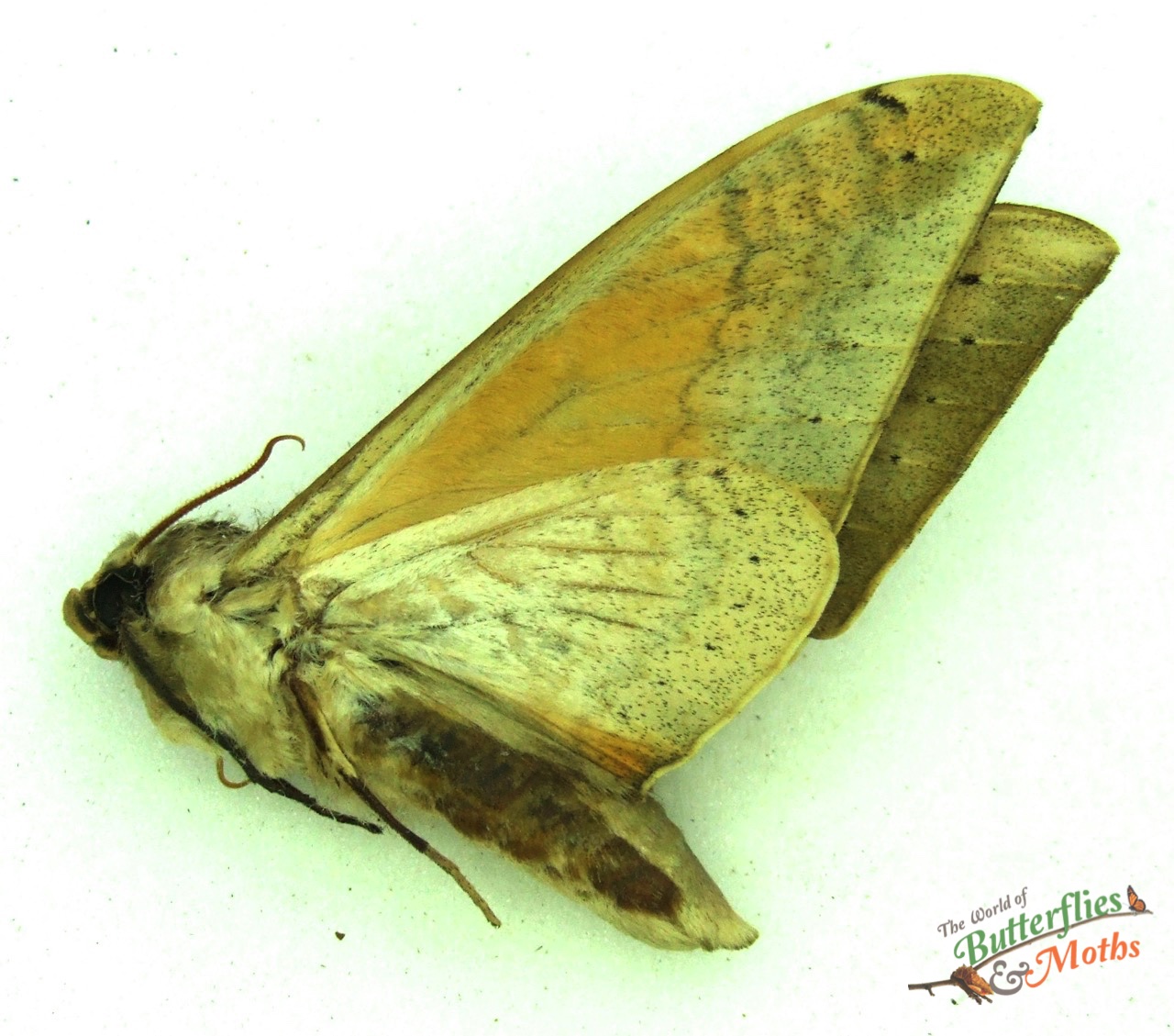 Pseudoclanis axis Hawkmoth CAMEROON (A1-) - World of Butterflies and Moths