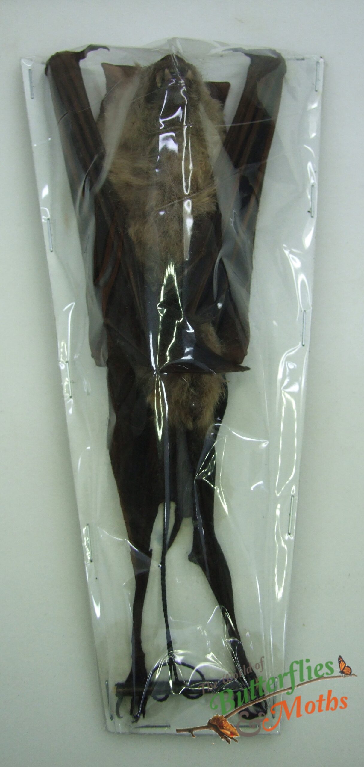 Diadem leaf-nosed bat Hipposideros diadema EAST JAVA (Hanging) - World ...