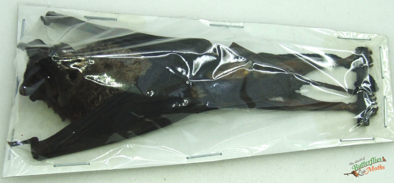 Javan Mastiff bat Otomops formosus EAST JAVA - World of Butterflies and ...