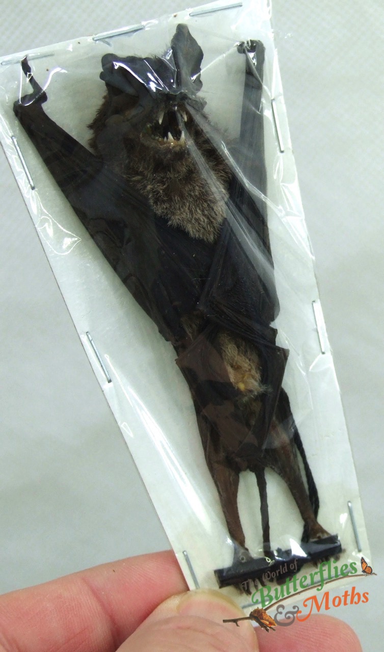 Javan Mastiff bat Otomops formosus EAST JAVA - World of Butterflies and ...