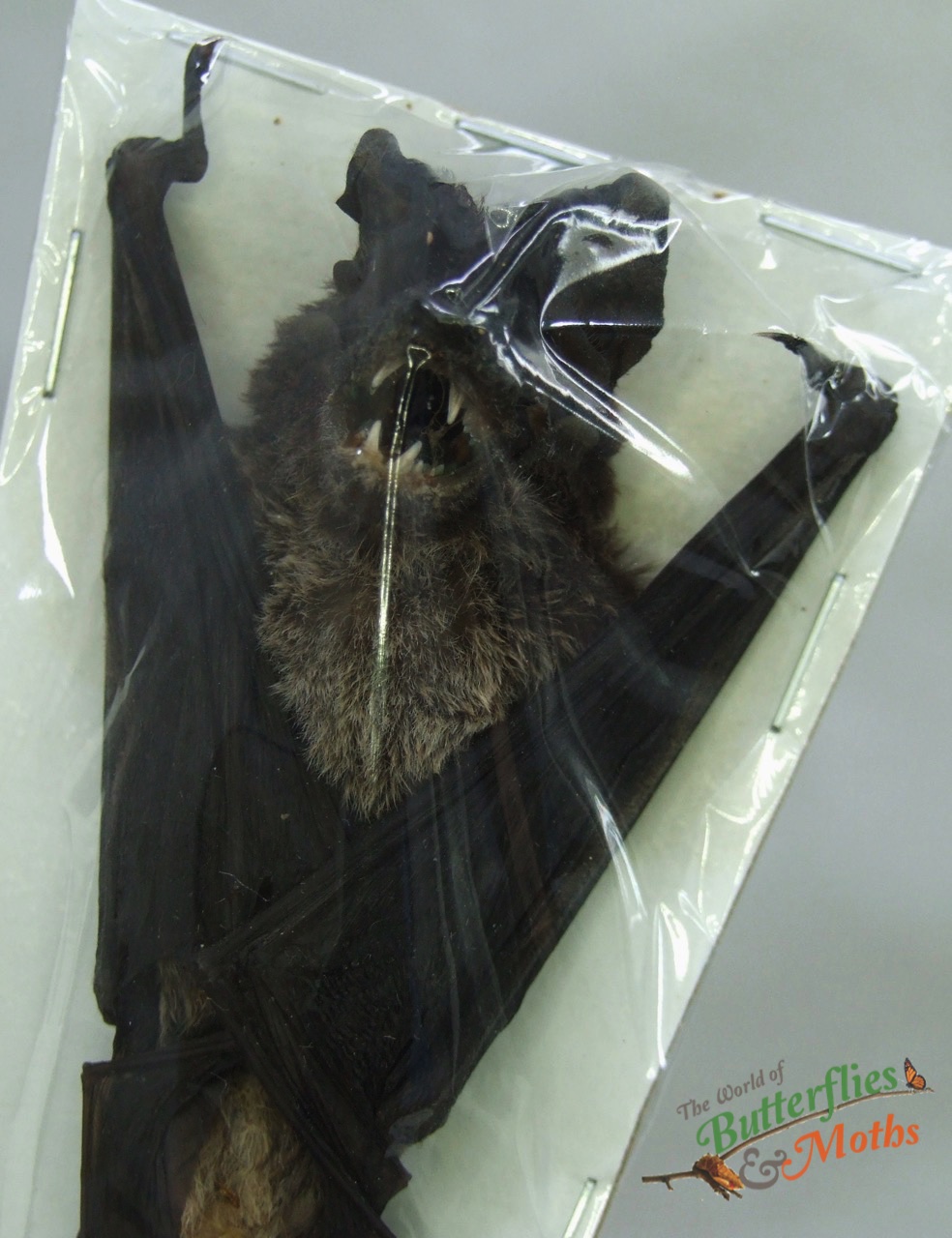 Javan Mastiff bat Otomops formosus EAST JAVA - World of Butterflies and ...