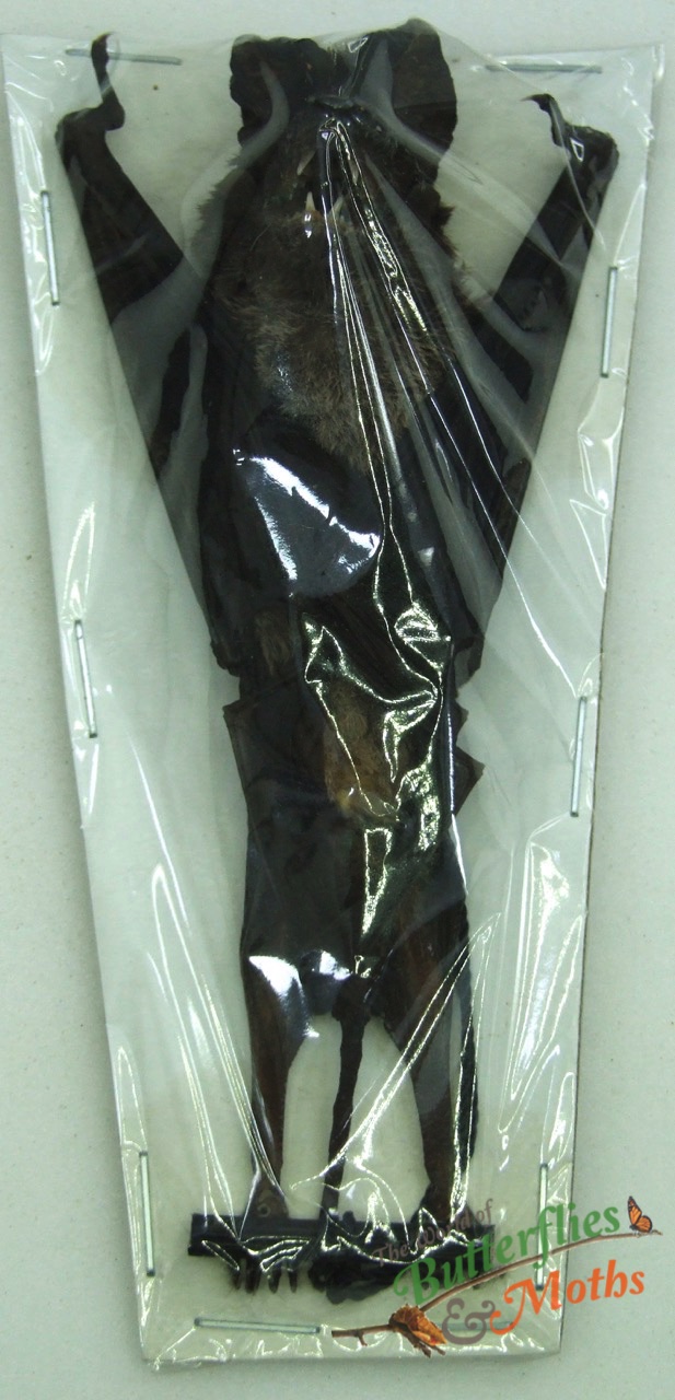 Javan Mastiff bat Otomops formosus EAST JAVA - World of Butterflies and ...