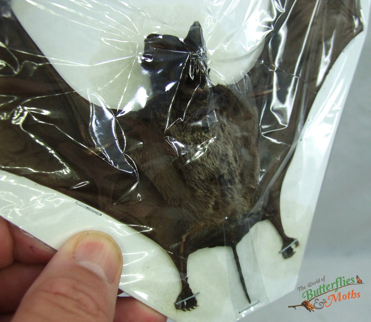 Javan Mastiff bat Otomops formosus EAST JAVA - World of Butterflies and ...