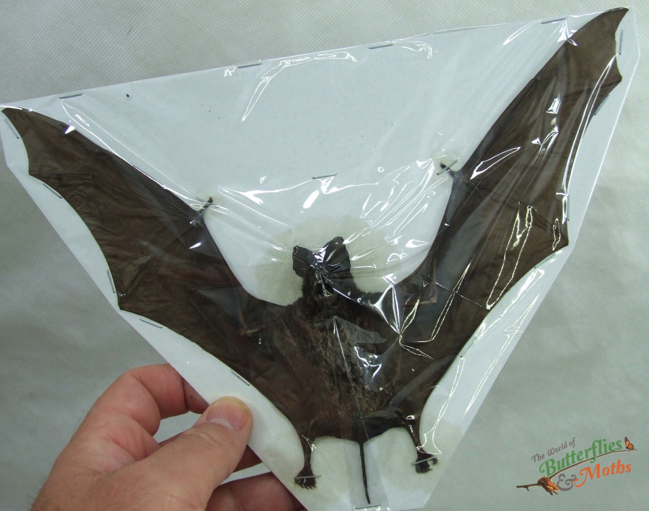 Javan Mastiff bat Otomops formosus EAST JAVA - World of Butterflies and ...