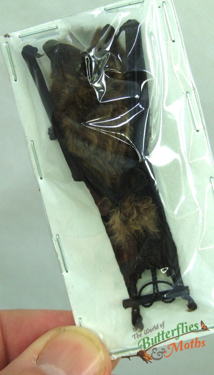 Lesser bamboo bat Tylonycteris pachypus EAST JAVA - World of ...