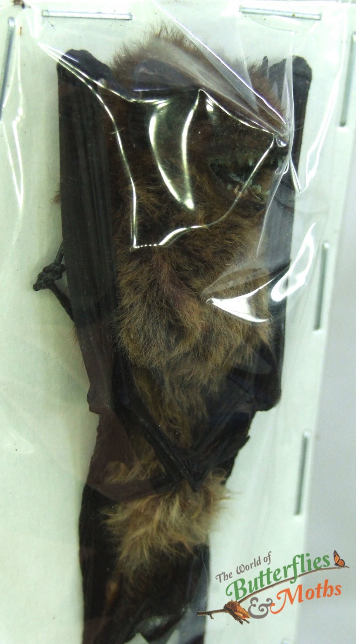 Lesser bamboo bat Tylonycteris pachypus EAST JAVA - World of ...
