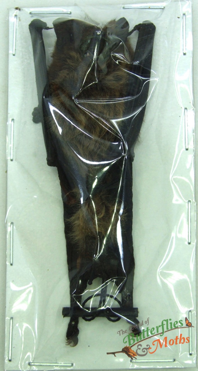 Lesser bamboo bat Tylonycteris pachypus EAST JAVA - World of ...