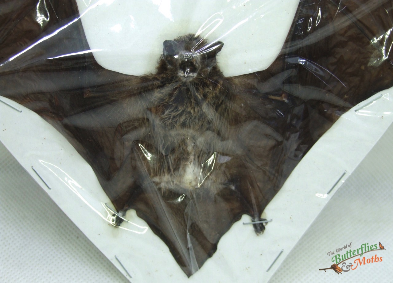 Lesser bamboo bat Tylonycteris pachypus EAST JAVA - World of ...
