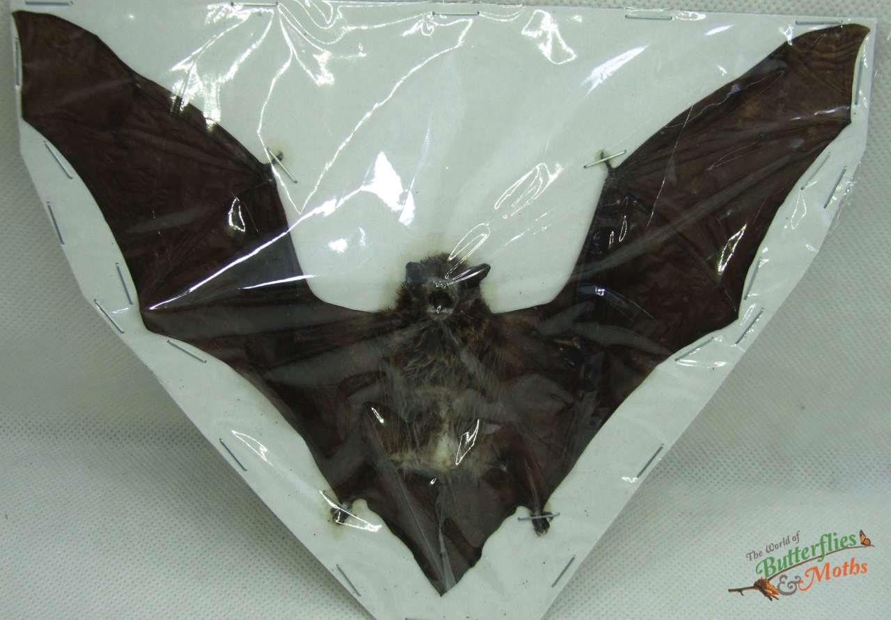 Lesser bamboo bat Tylonycteris pachypus EAST JAVA - World of ...