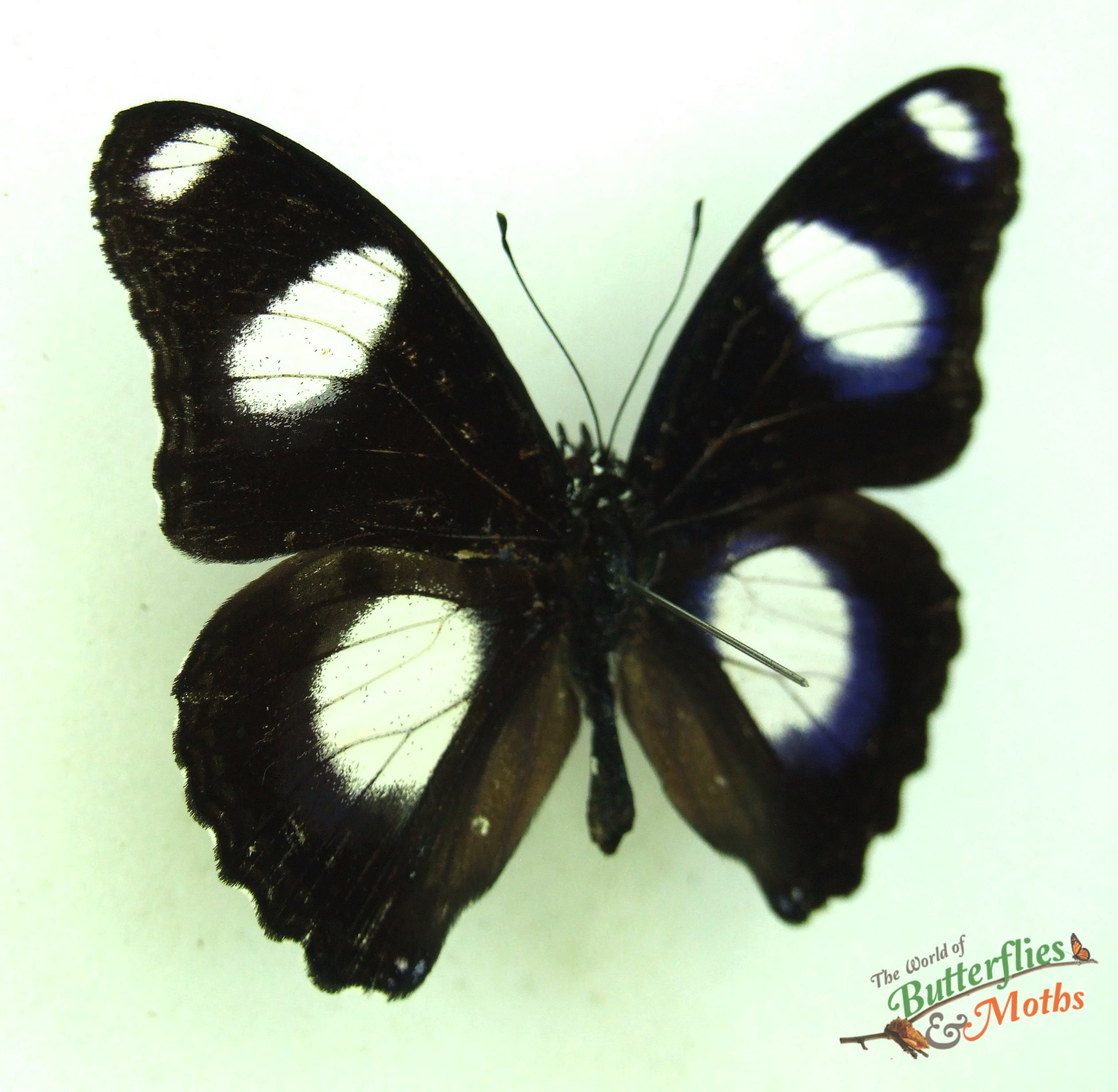 Hypolimnas misippus Danaid eggfly JAVA FM (A-) - World of Butterflies ...