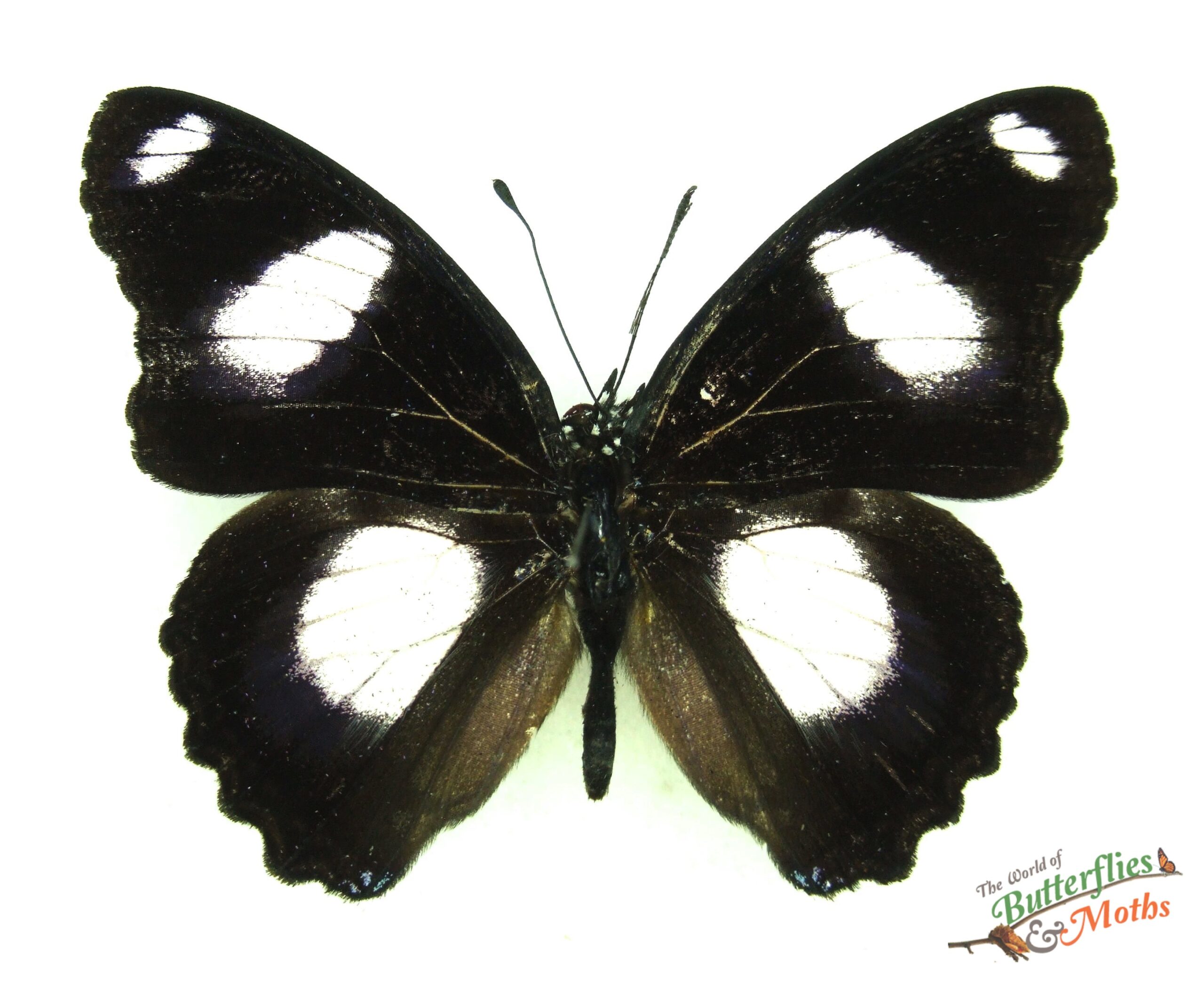 Hypolimnas misippus Danaid eggfly JAVA FM (A-) - World of Butterflies ...