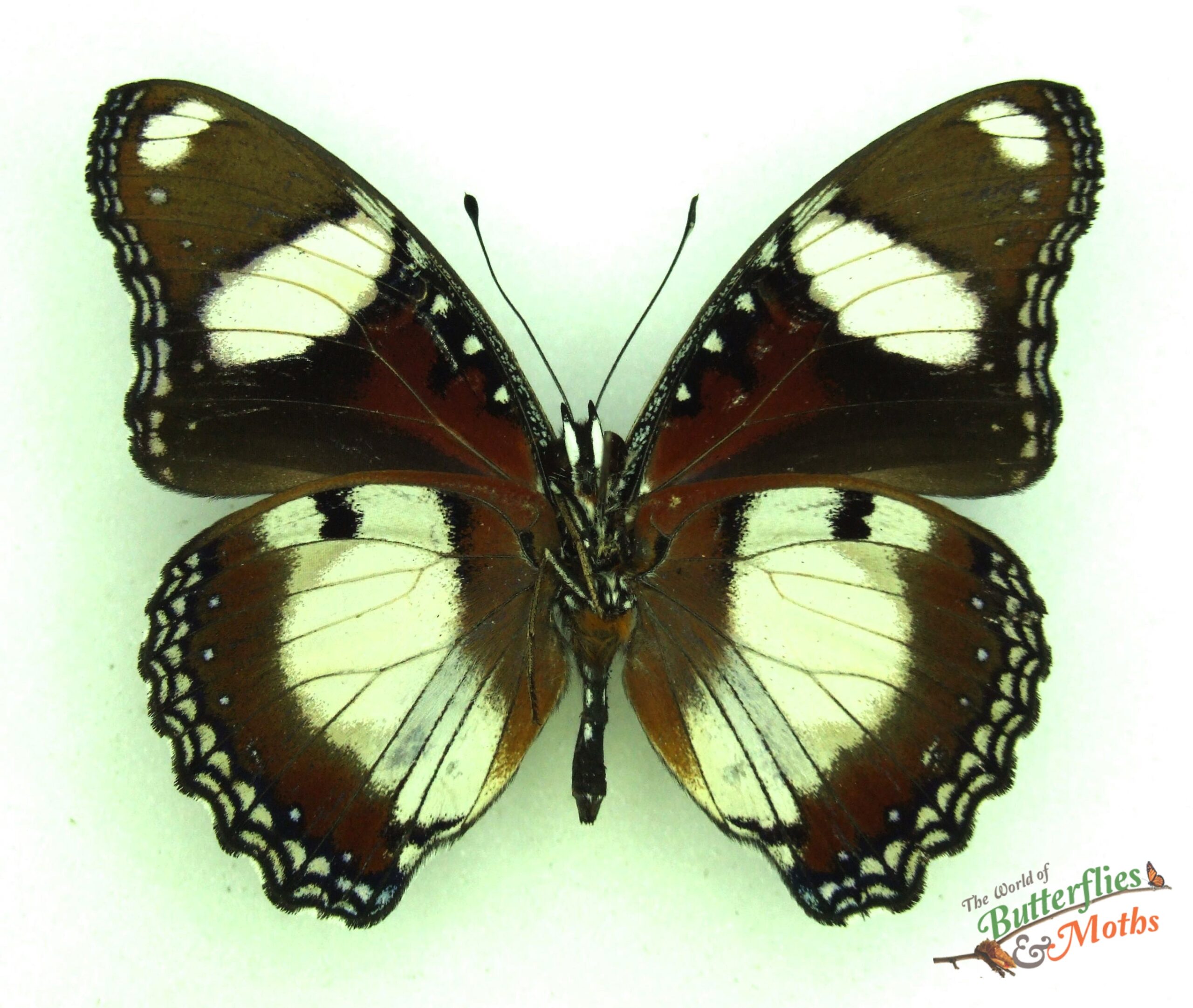 Hypolimnas misippus Danaid eggfly JAVA FM (A-) - World of Butterflies ...