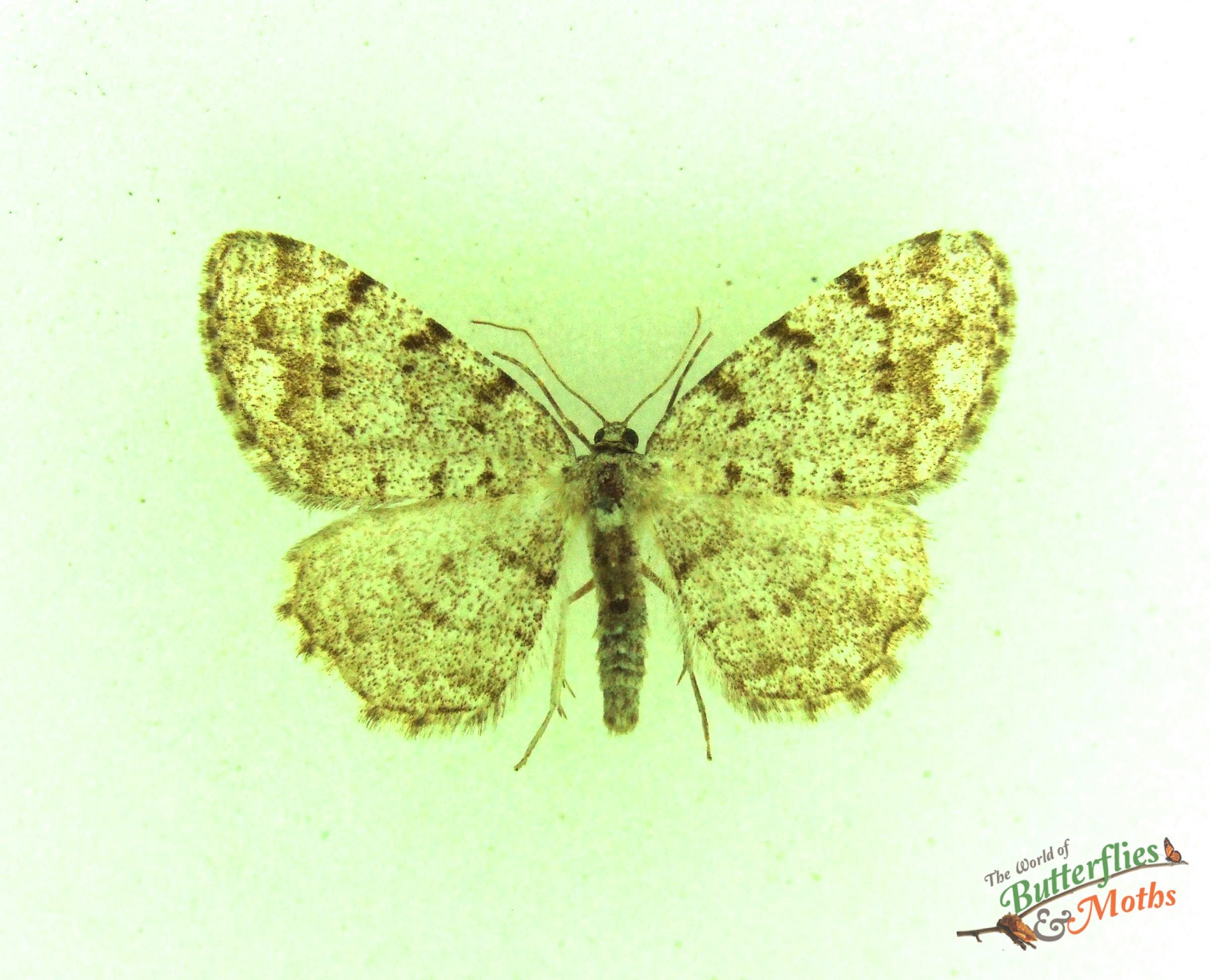 Aethalura punctulata GREY BIRCH - World of Butterflies and Moths