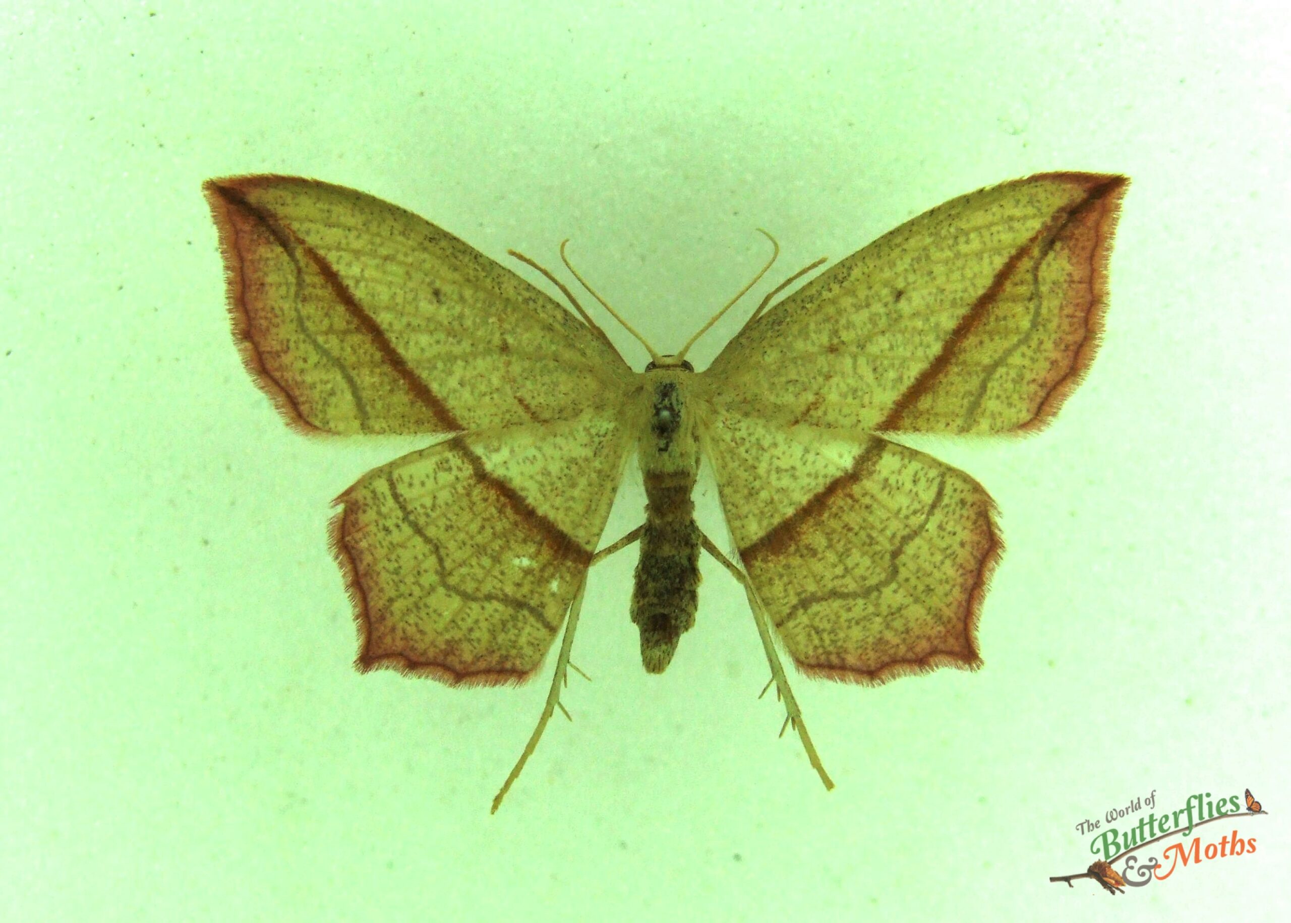 Timandra comae BLOOD-VEIN - World of Butterflies and Moths