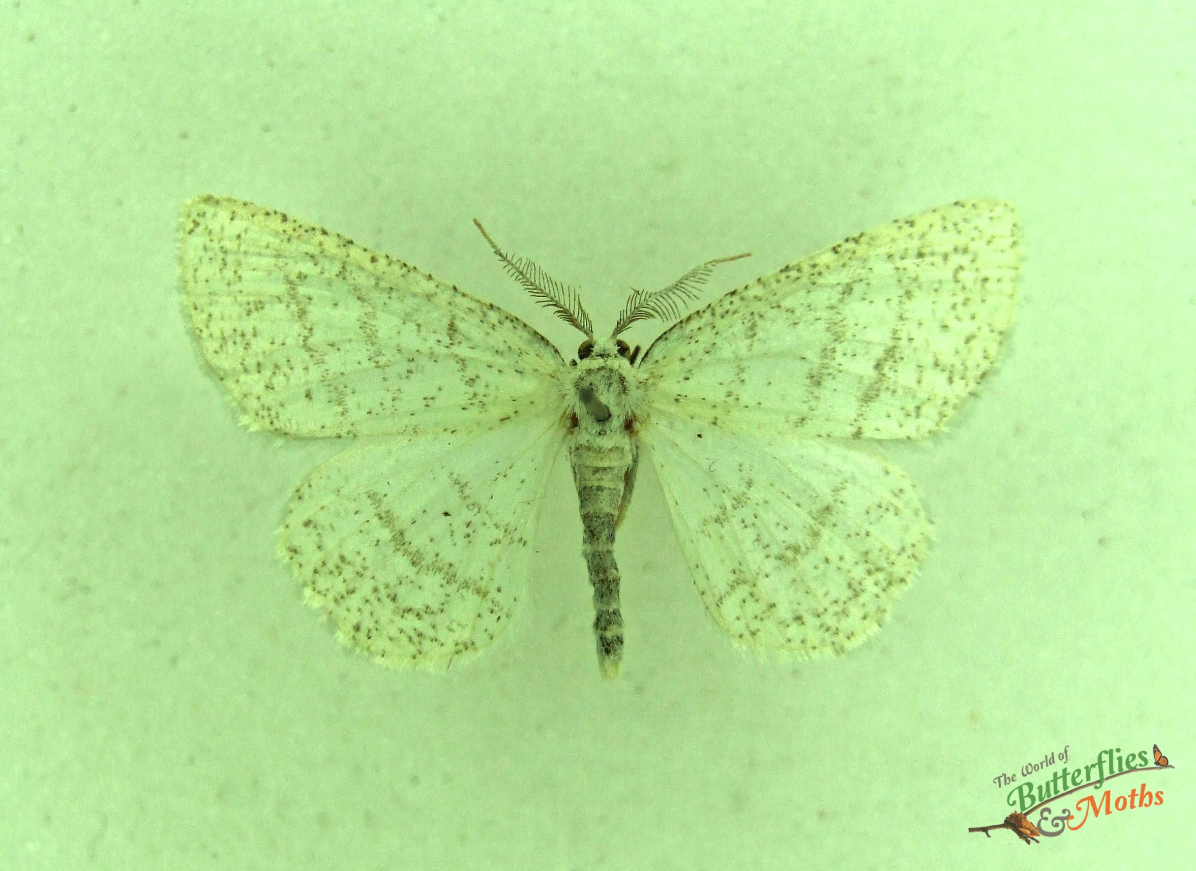 Cabera exanthemata COMMON WAVE - World of Butterflies and Moths