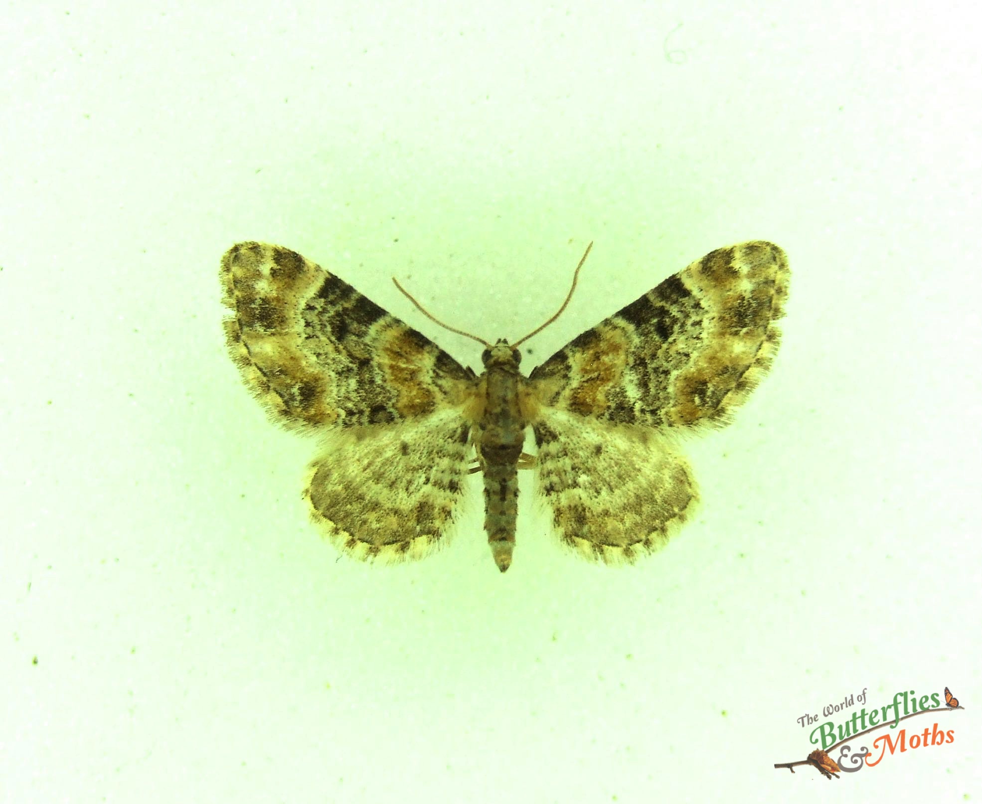 Eupithecia pulchellata FOXGLOVE PUG - World of Butterflies and Moths