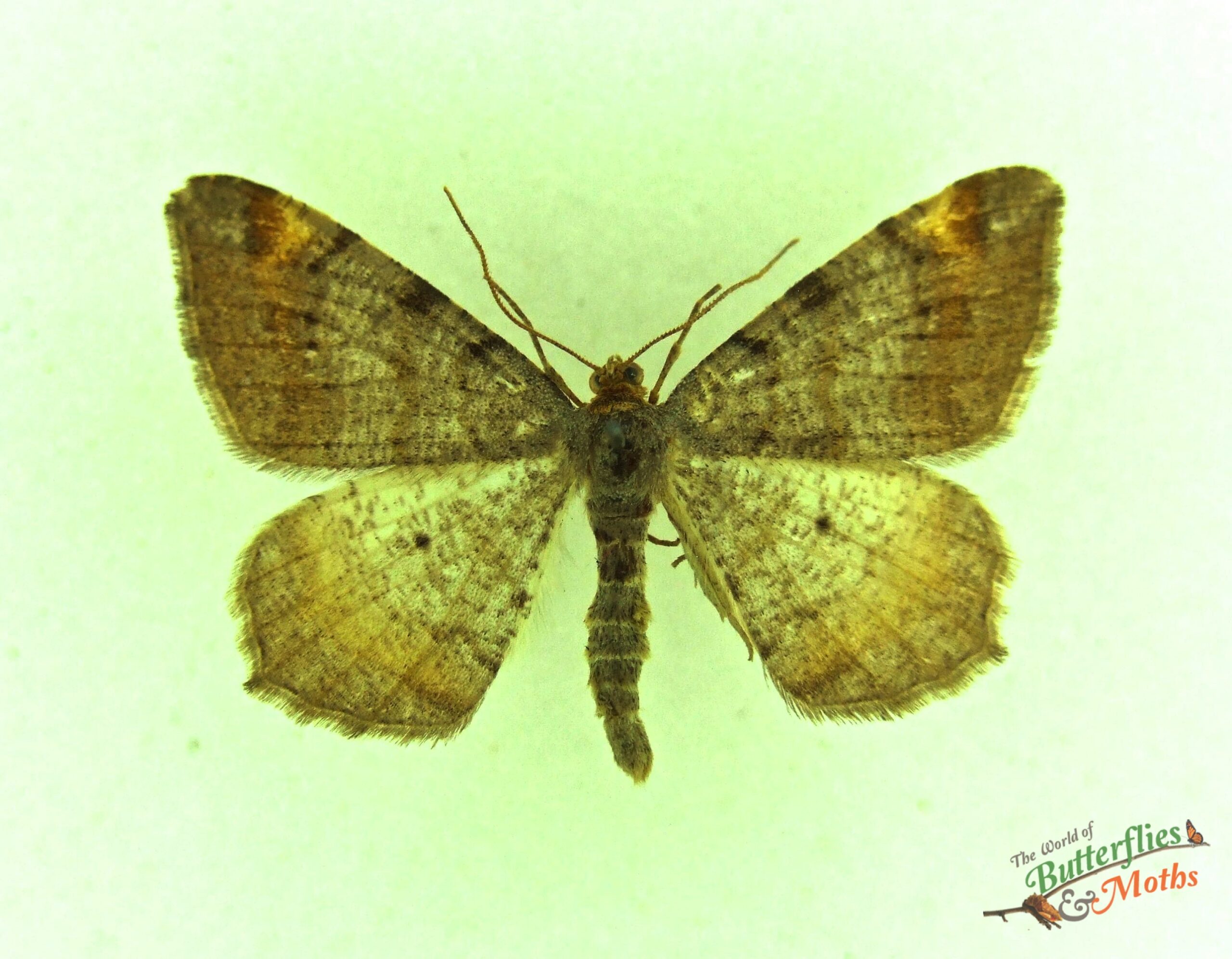 Macaria liturata TAWNY-BARRED ANGLE - World of Butterflies and Moths