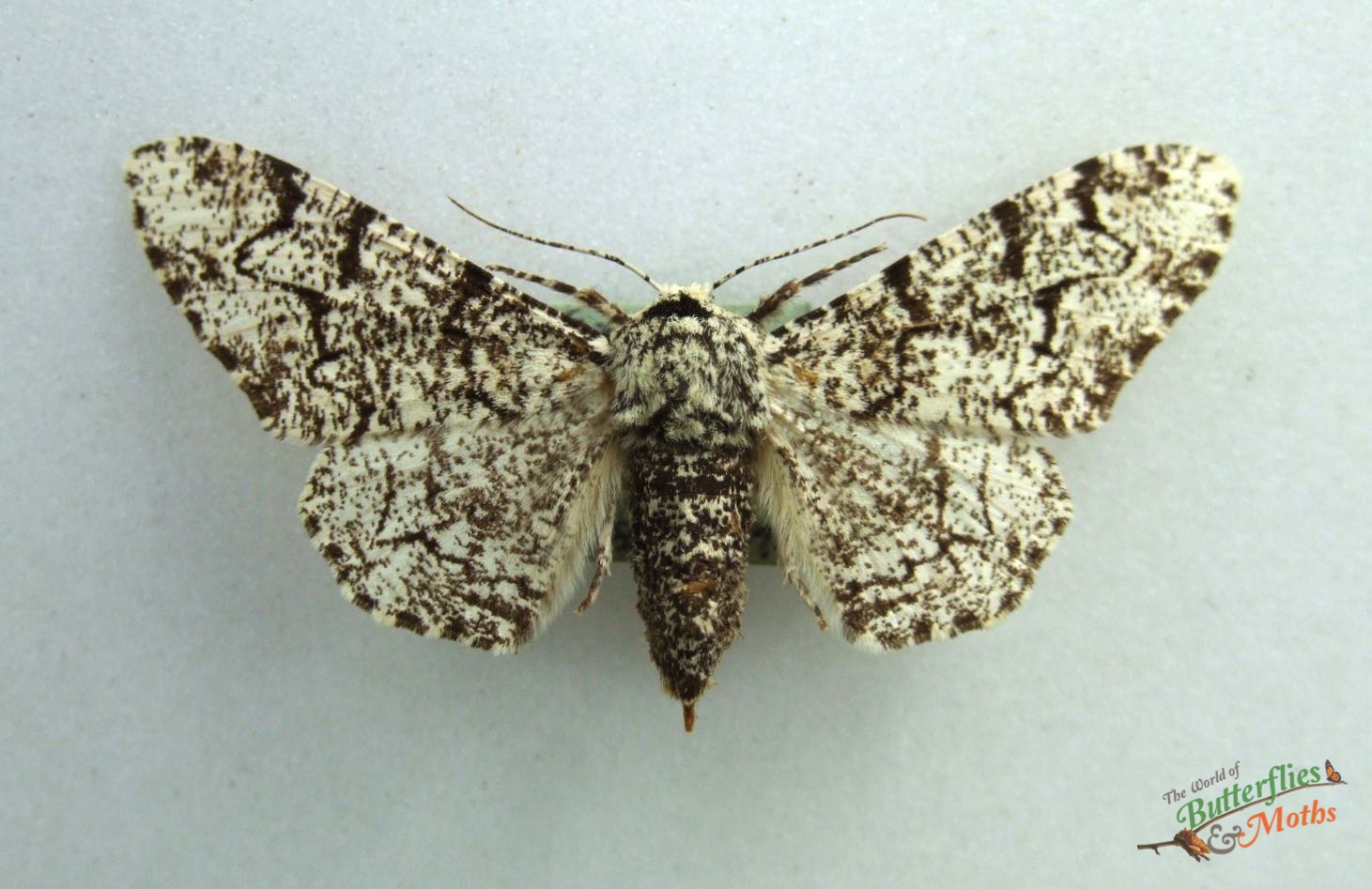 Biston betularia PEPPERED MOTH - World of Butterflies and Moths
