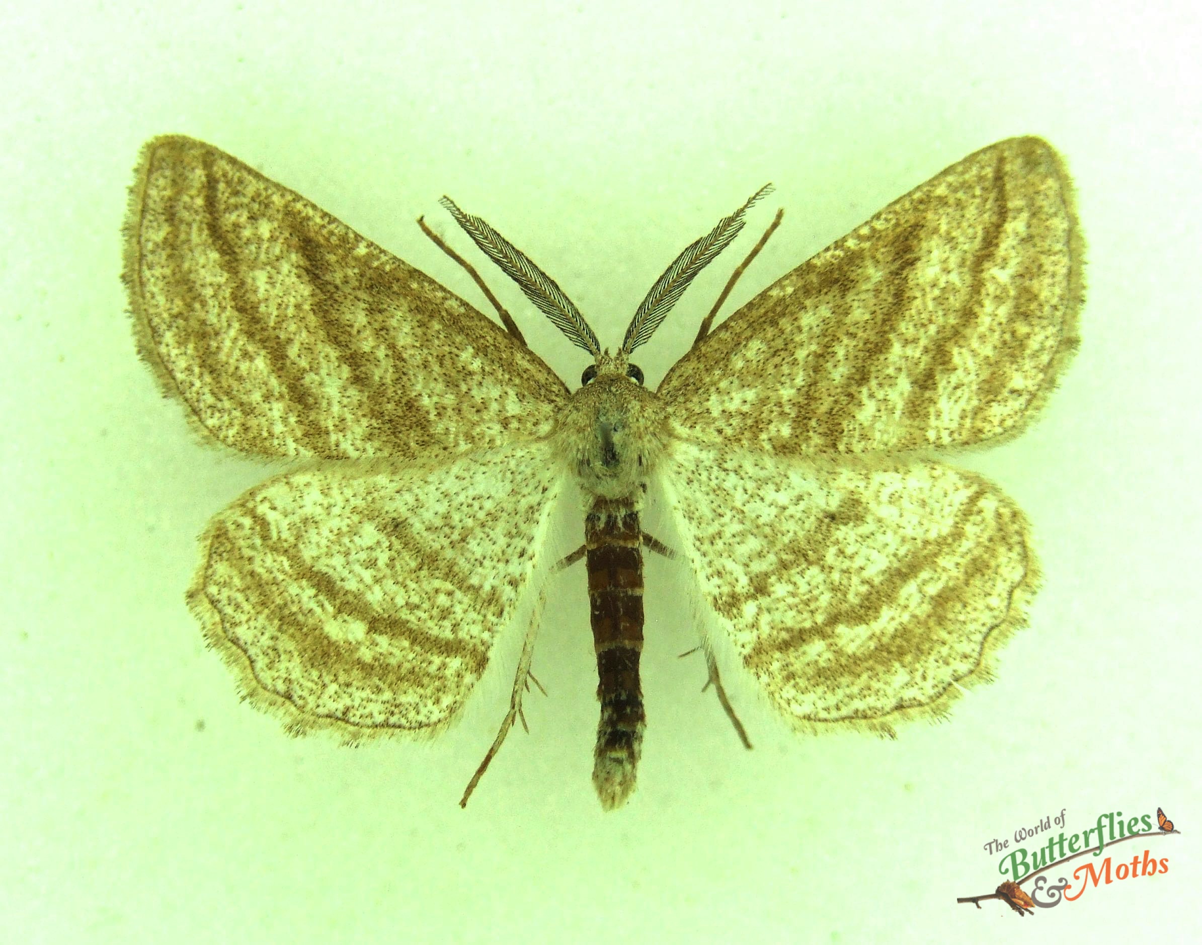 Perconia strigillaria GRASS WAVE - World of Butterflies and Moths