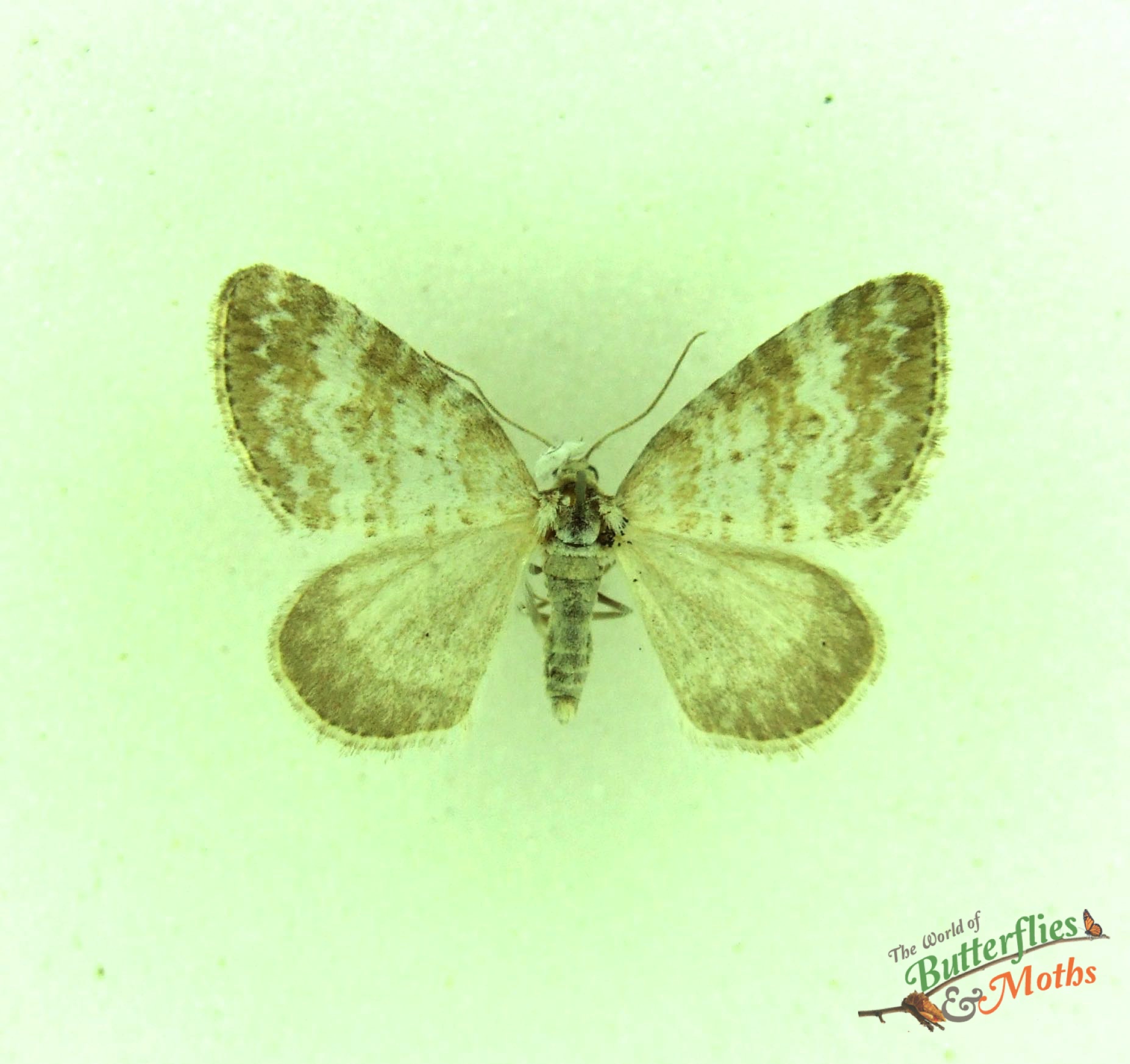 Perizoma albulata GRASS RIVULET - World of Butterflies and Moths