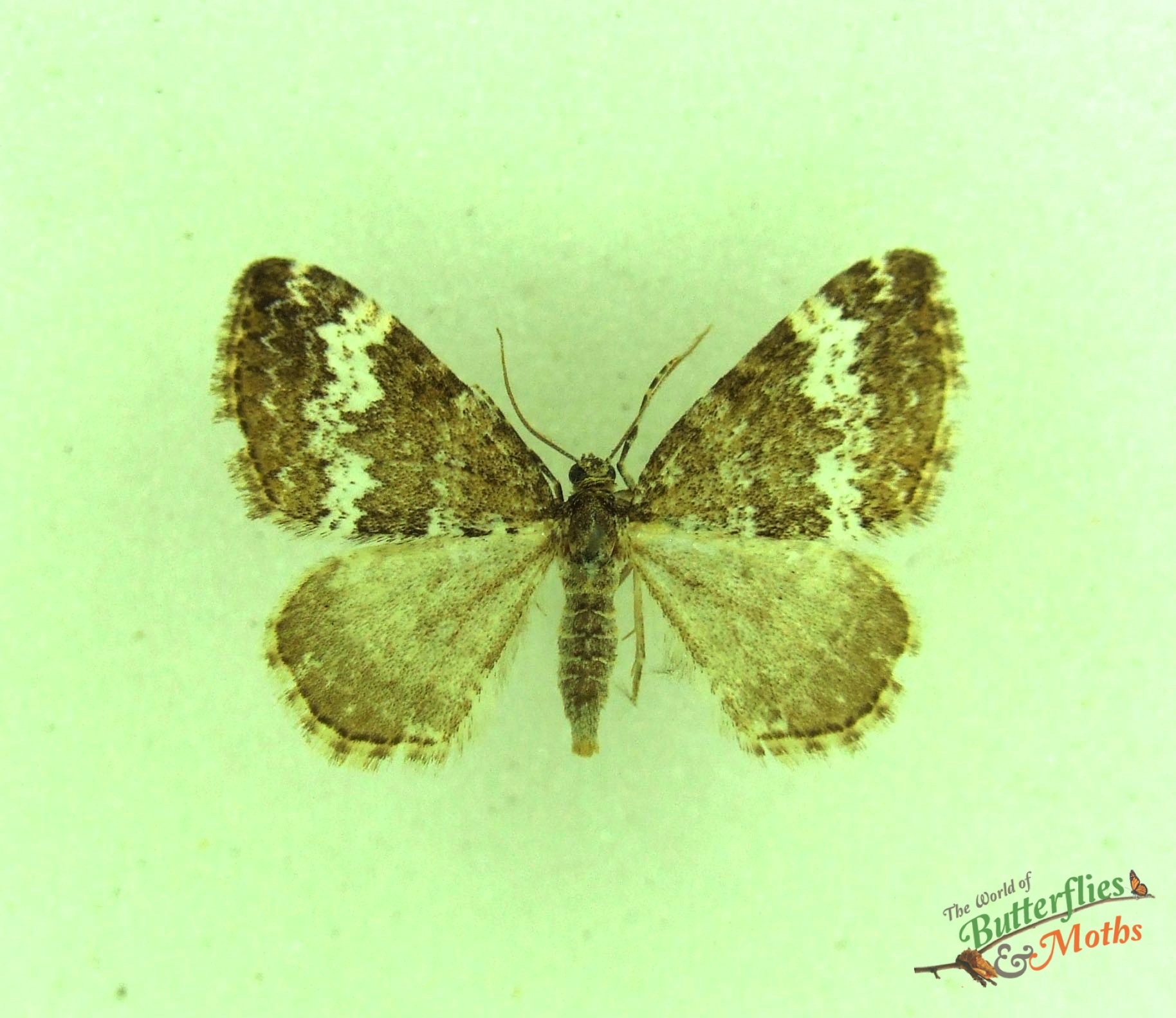 Perizoma alchemillata SMALL RIVULET - World of Butterflies and Moths