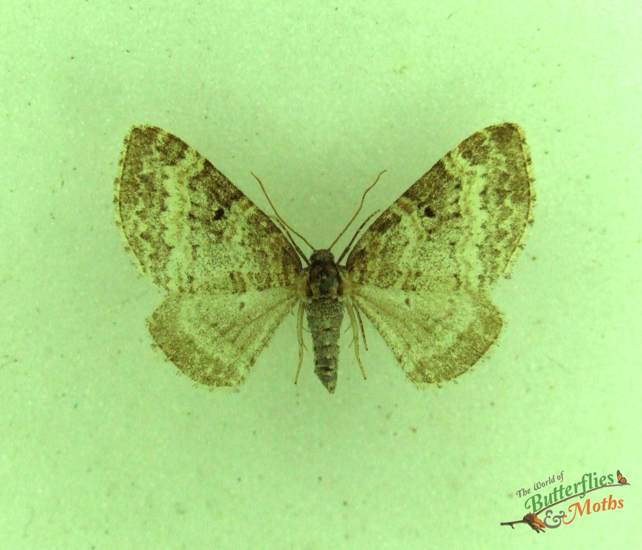 Pterapherapteryx sexalata SMALL SERAPHIM - World of Butterflies and Moths