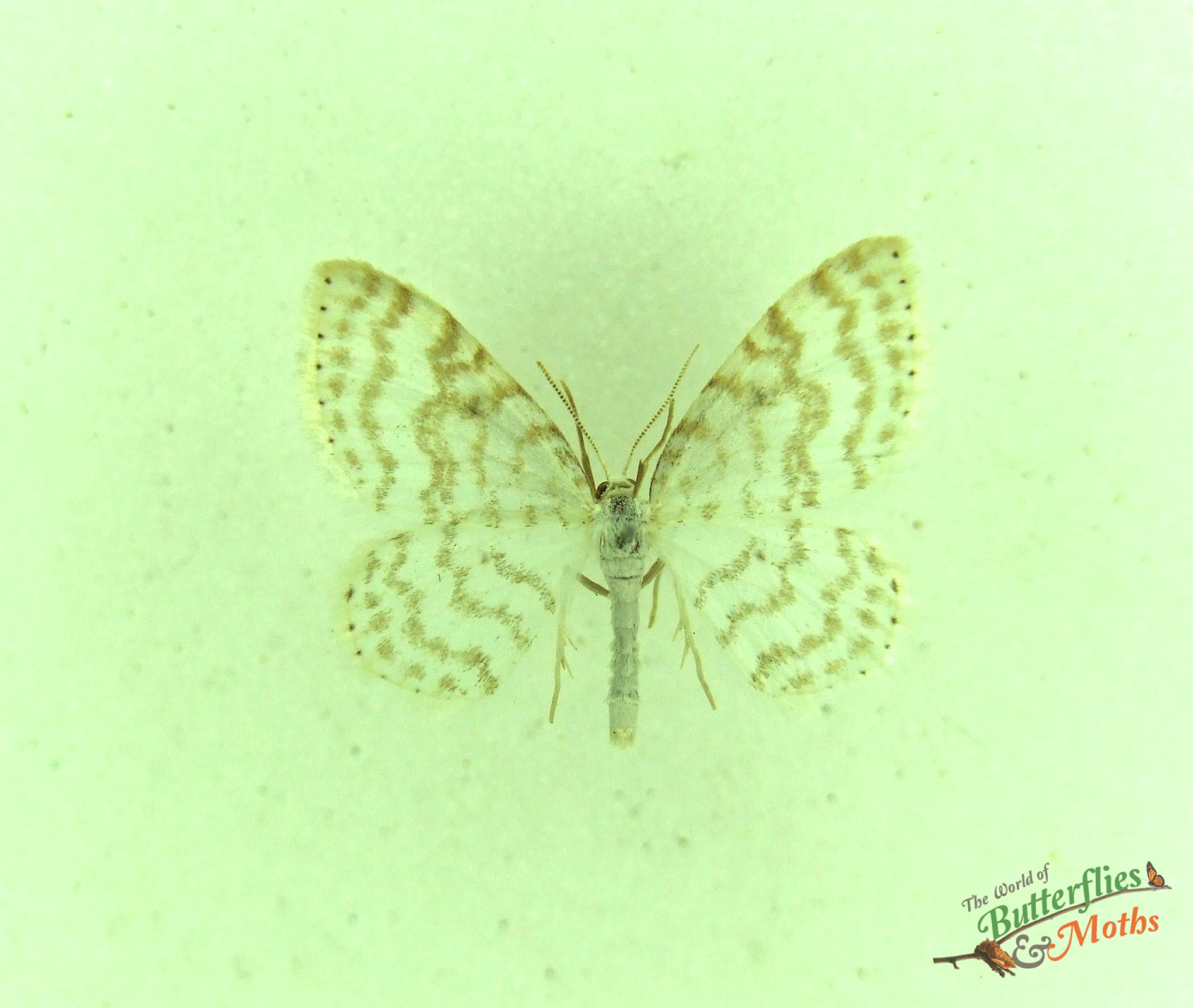 Asthena albulata SMALL WHITE WAVE - World of Butterflies and Moths