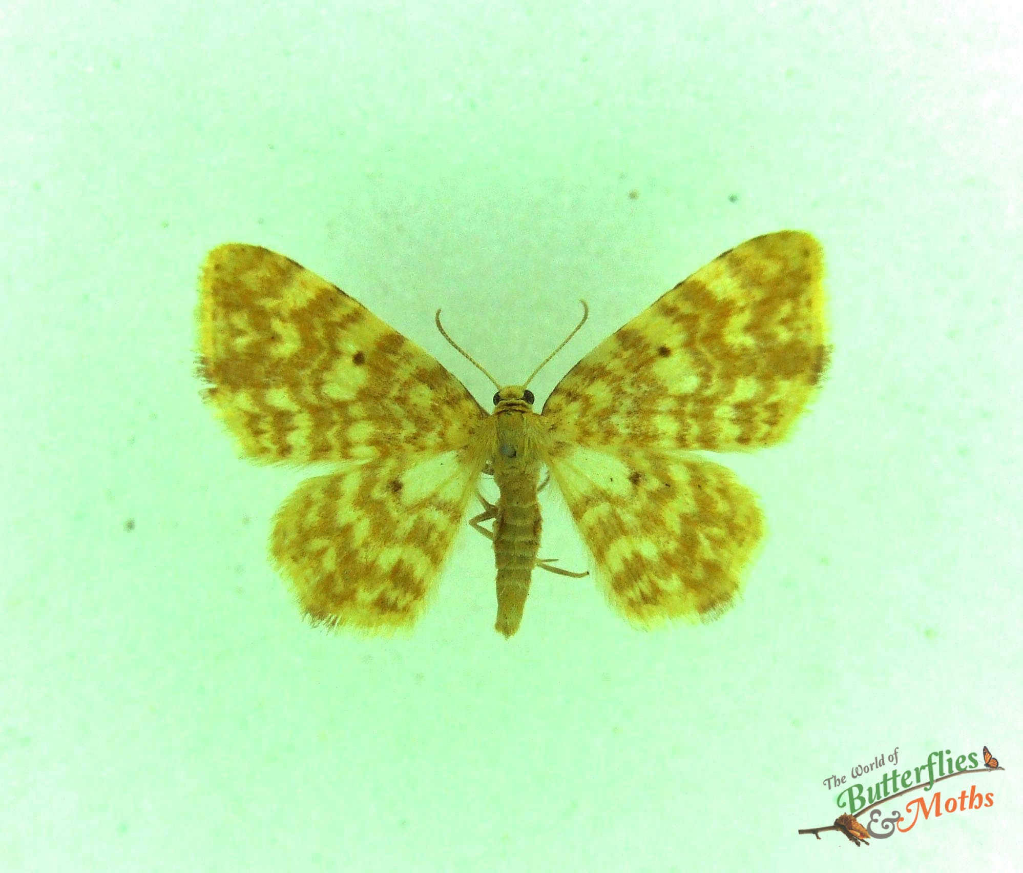 Hydrelia flammeolaria SMALL YELLOW WAVE - World of Butterflies and Moths