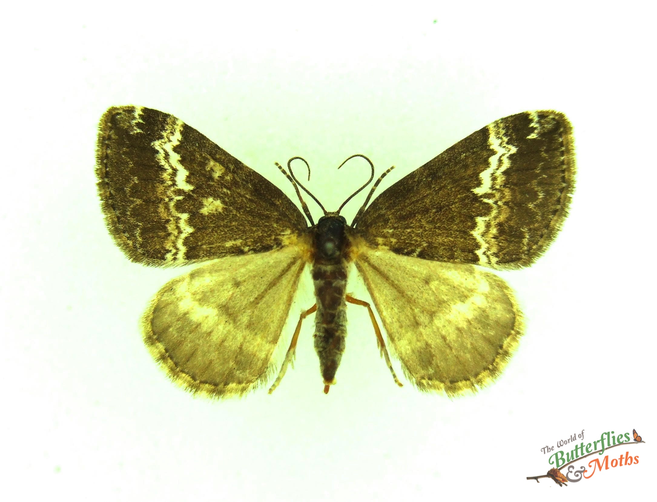Perizoma affinitata THE RIVULET - World of Butterflies and Moths