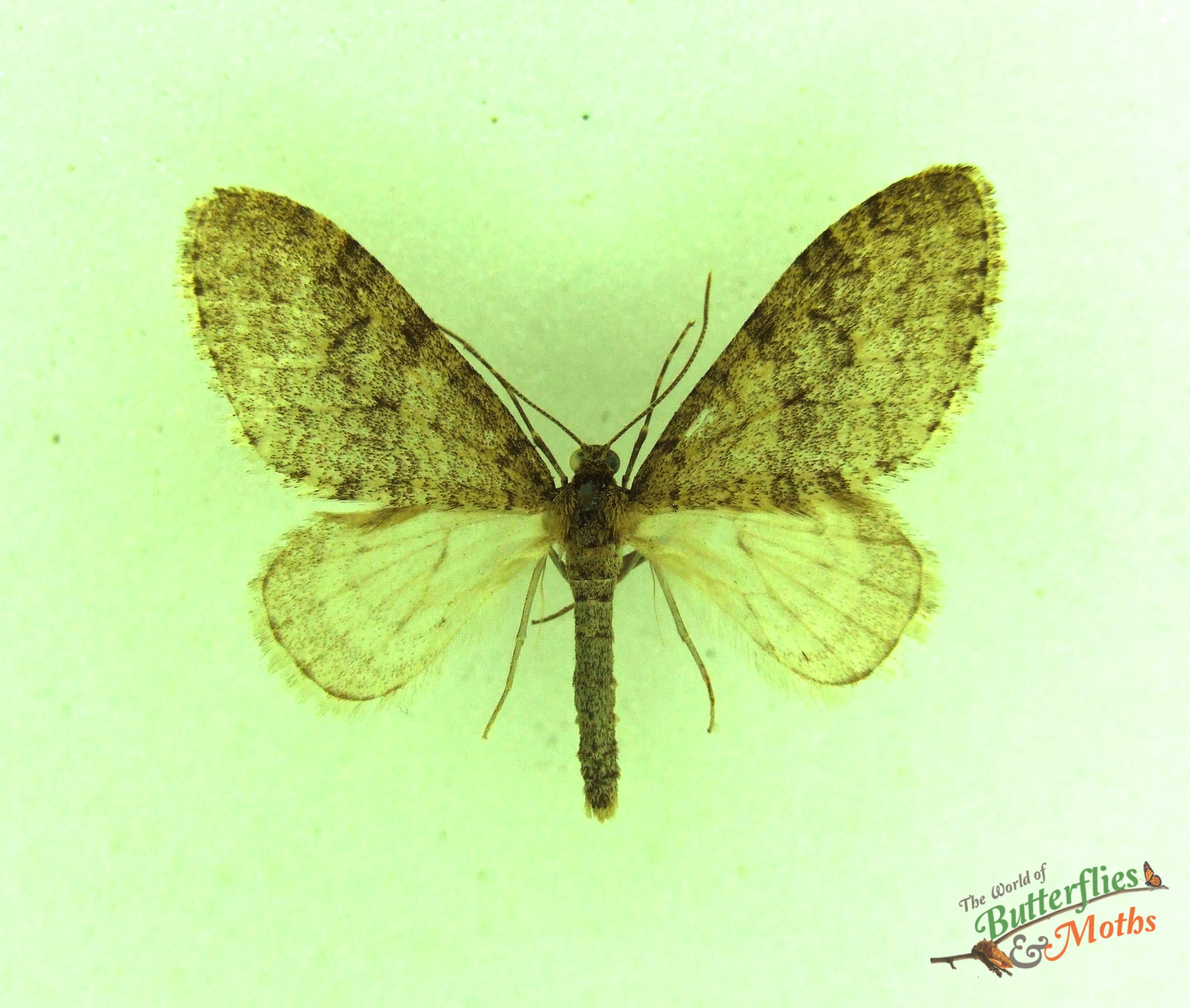Trichopteryx carpinata EARLY TOOTH-STRIPED - World of Butterflies and Moths