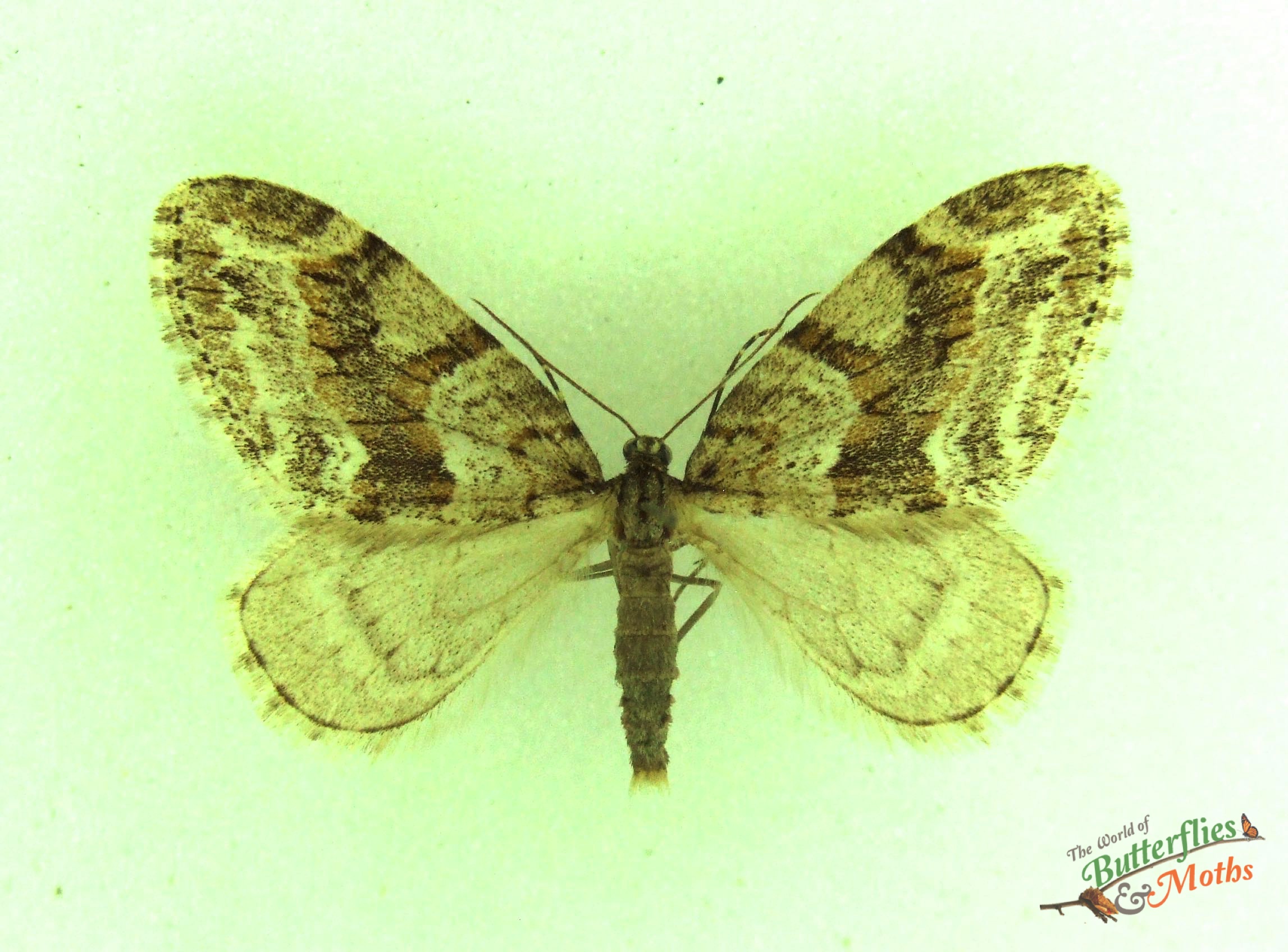 Trichopteryx polycommata BARRED TOOTH-STRIPED - World of Butterflies ...