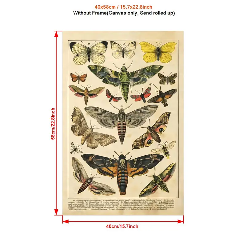 Victorian style Atropos Hawk-moth Canvas poster 58 x 40cm #7085 - World ...