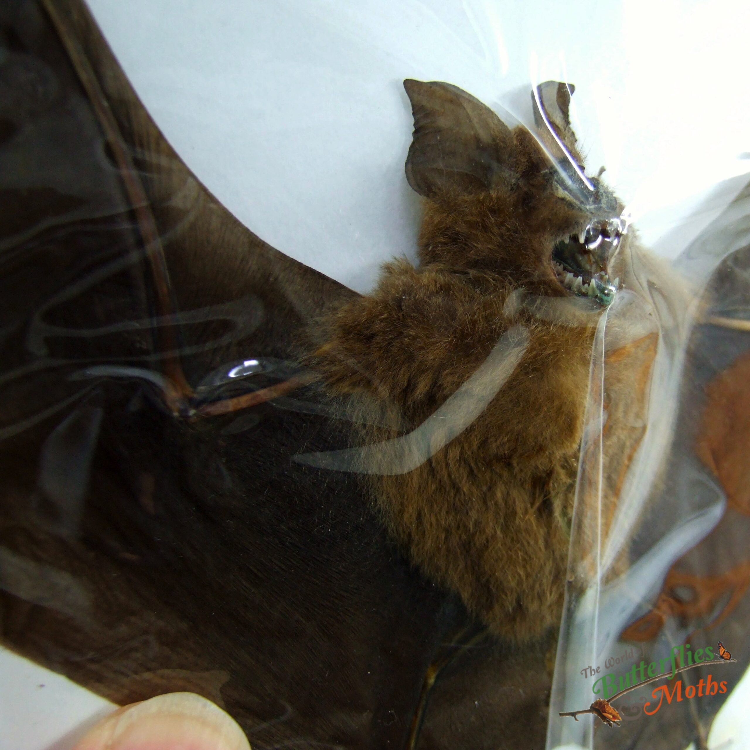 Intermediate Roundleaf Bat Hipposideros larvatus EAST JAVA (Spread ...