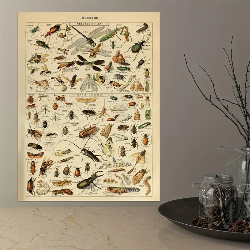 Insect Collection Canvas poster 30 x 42cm #8238 - World of Butterflies ...