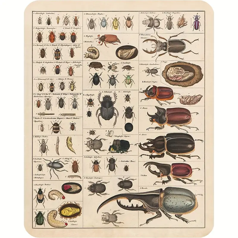 Illustrated retro Beetle Coleoptera Aluminium Sign 20 x 30 cm #3391 ...