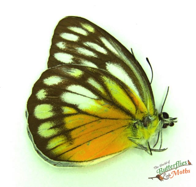 Cepora timnatha INDONESIA - World of Butterflies and Moths