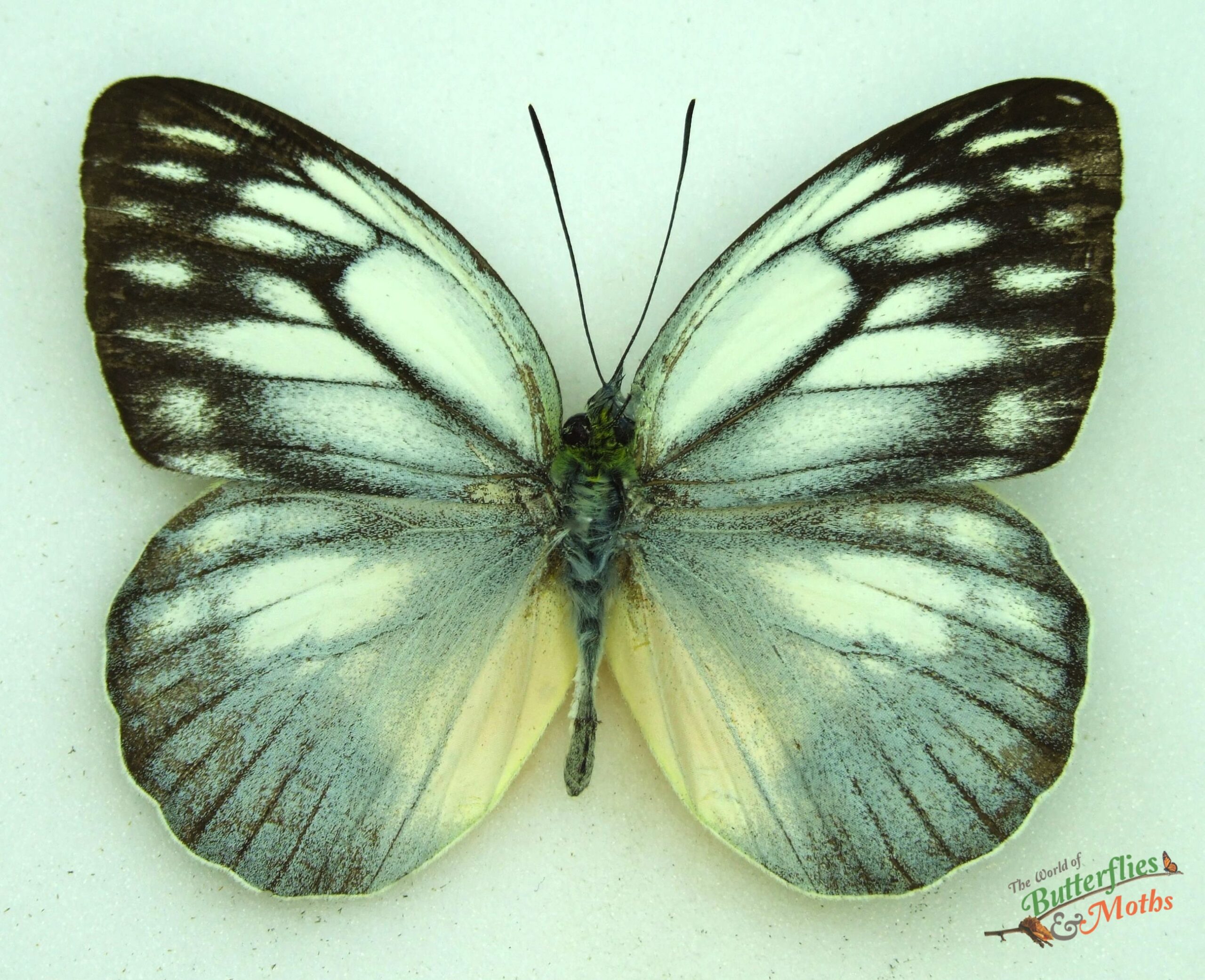 Cepora timnatha INDONESIA - World of Butterflies and Moths