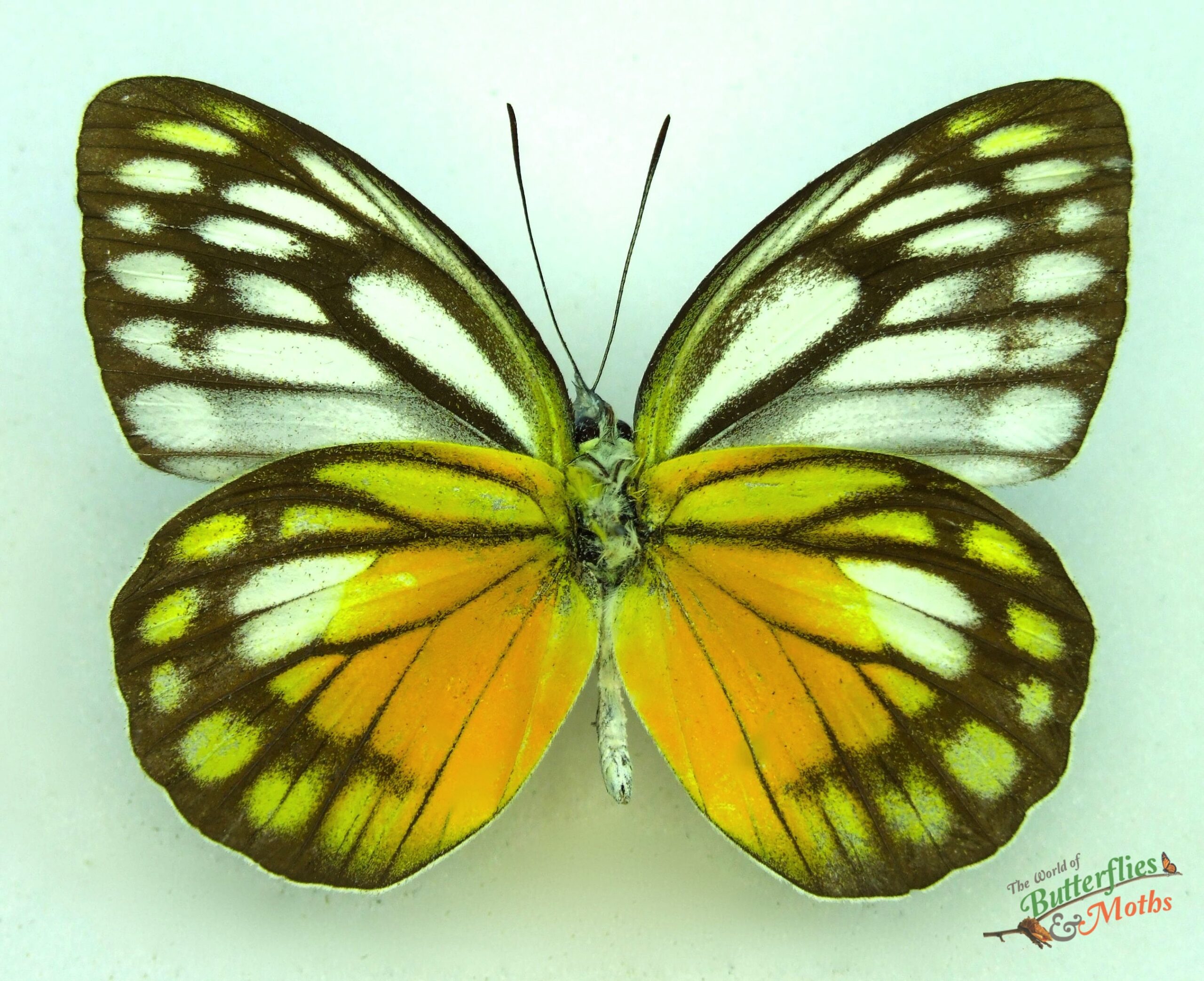 Cepora timnatha INDONESIA - World of Butterflies and Moths
