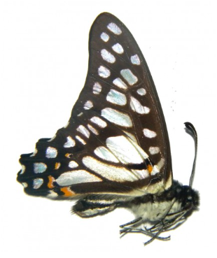 Graphium bathycles JAVA (A-) - World of Butterflies and Moths