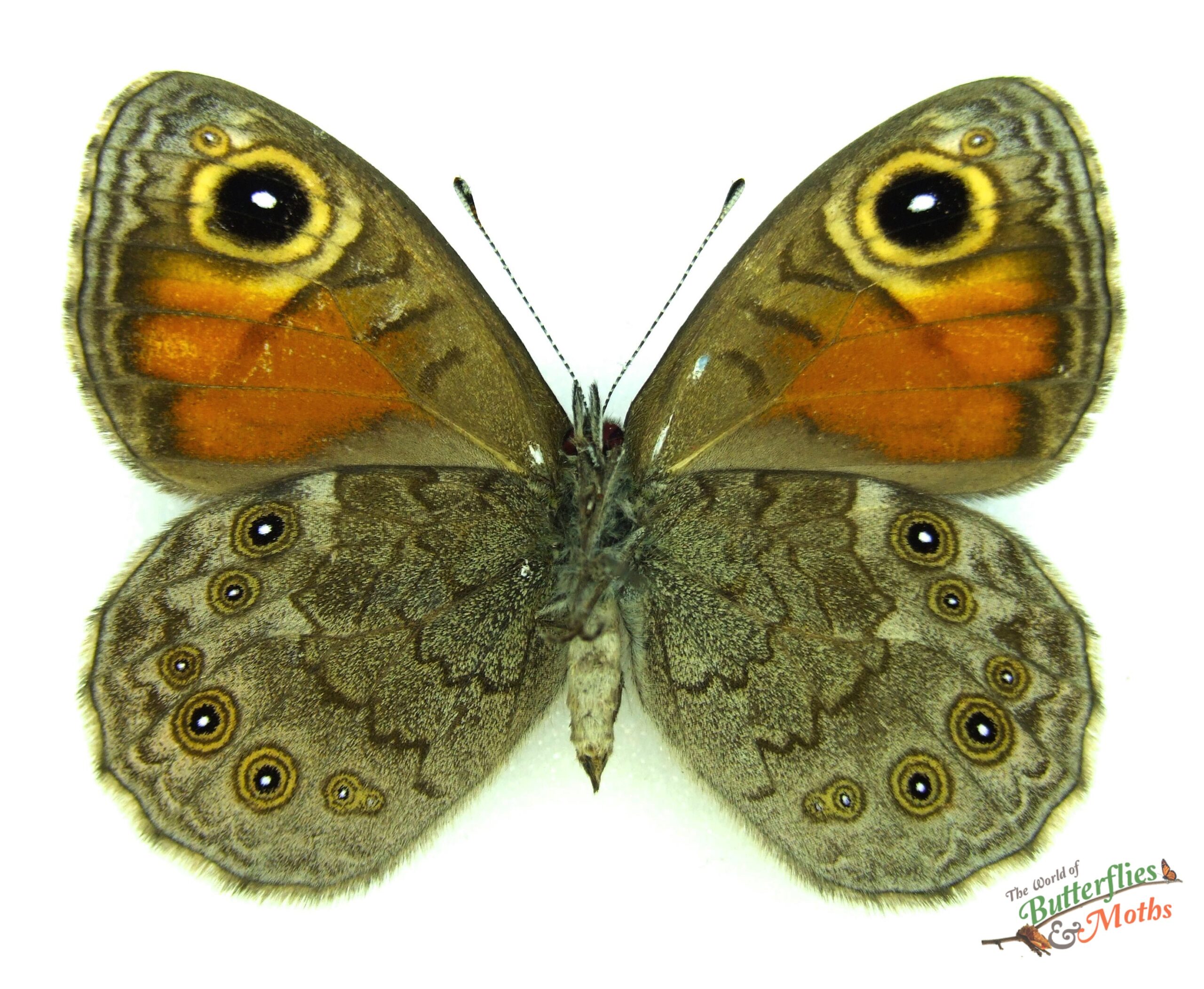 Lasiommata maera LARGE WALL BROWN Poland - World of Butterflies and Moths